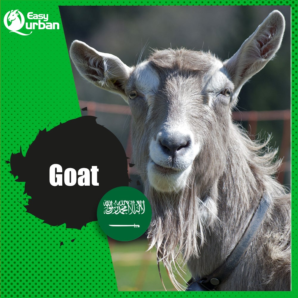 Qurban Makkah - Goat (Kambing) | Muslim Lifestyle